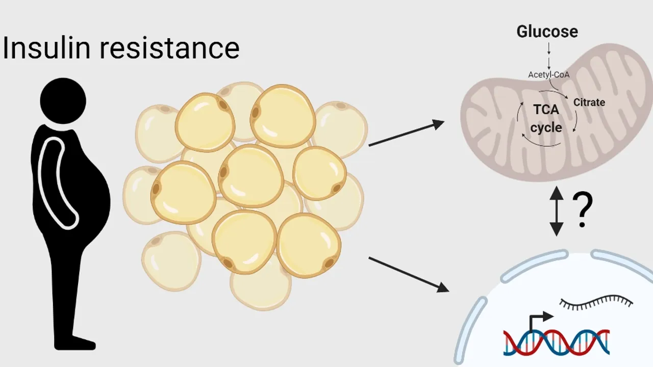 Understanding the Link Between Obesity, Dysfunctional Immune Cells and ...