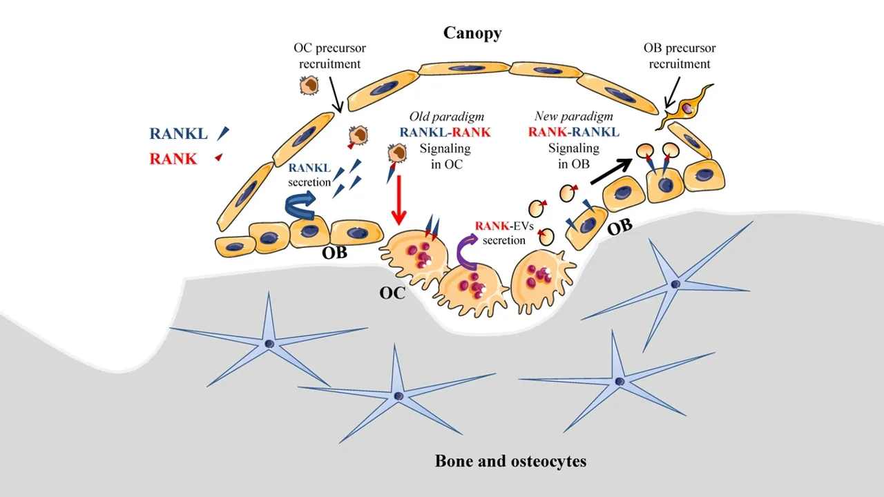 Investigating the Role of Remodelin in Osteosarcoma: New Insights and ...