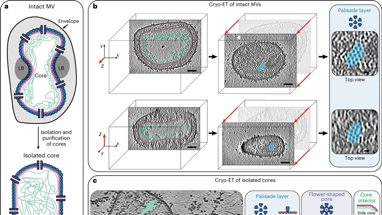 Decoding the Structure of the Poxvirus Core: A Deep Dive into VACV ...
