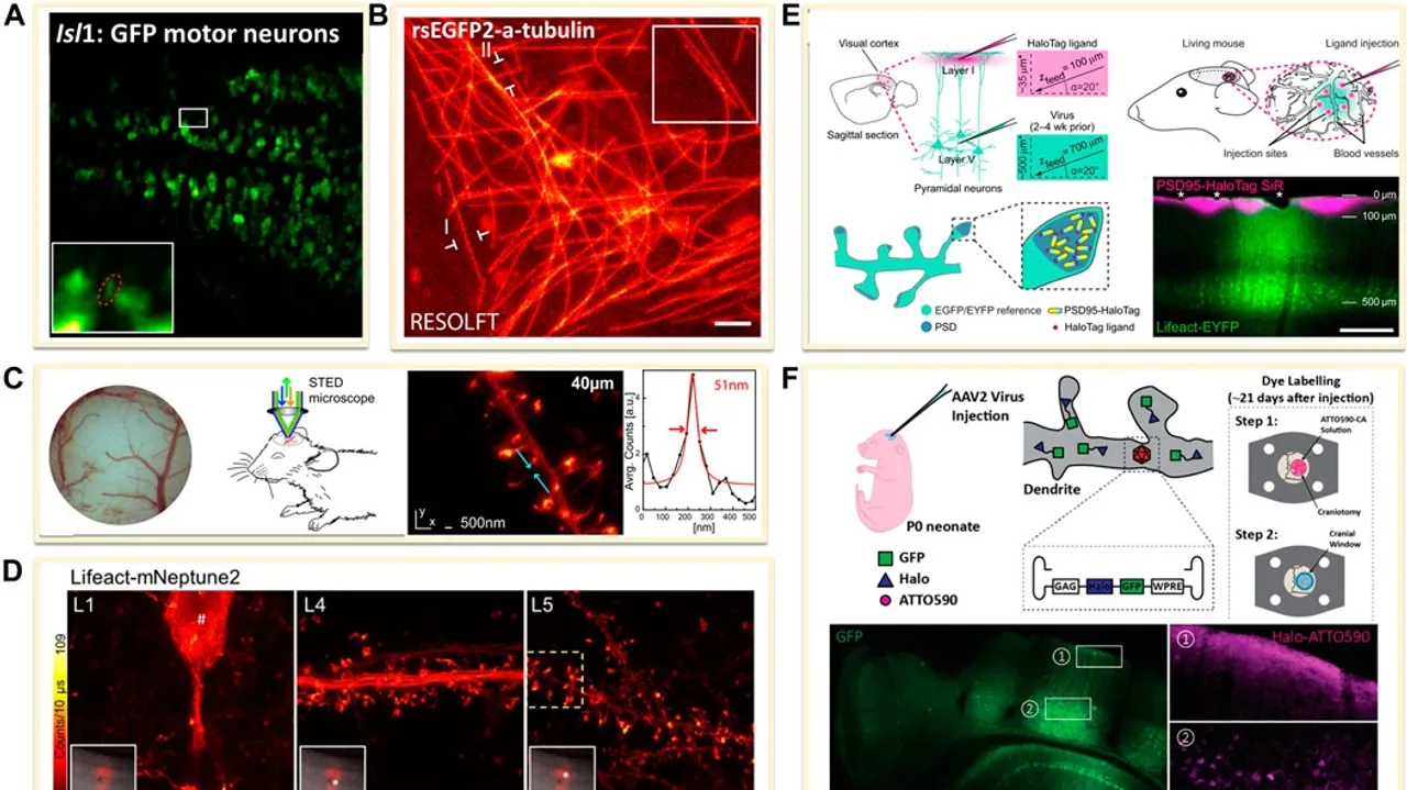 Advancements in Super-Resolution Fluorescence Microscopy: An Insight