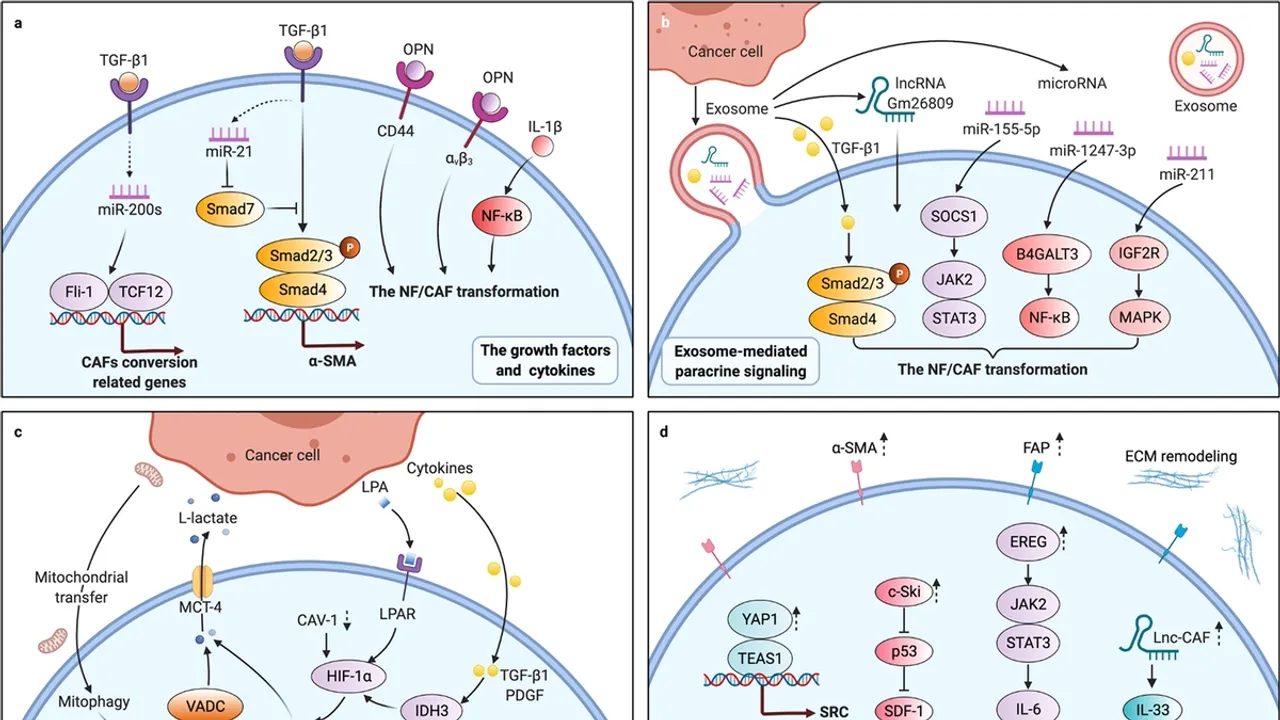 Unraveling the Role of YAP1 Signaling in Melanoma Progression: A Focus on Cancer-Associated ...