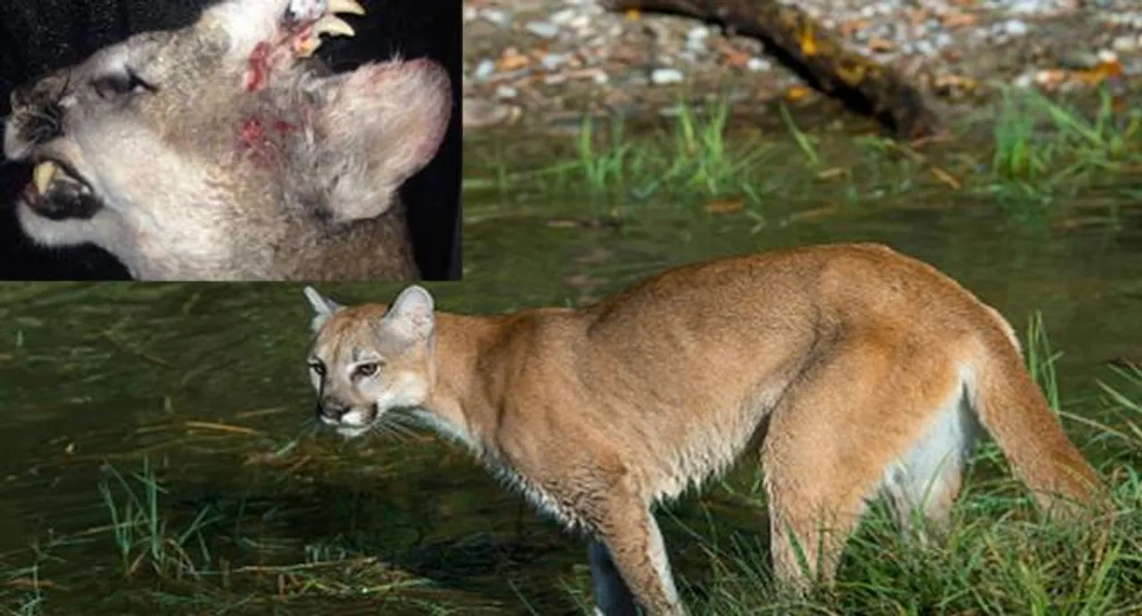A deformed mountain lion picture is going viral in US, here's why!