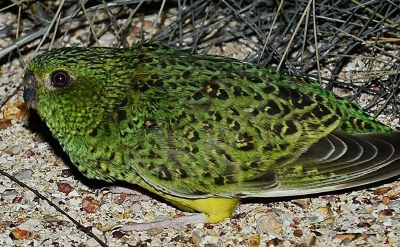 Mysterious Night parrot discovered in South Australia after remaining ...