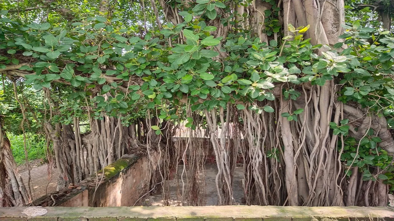 Banyan Tree Interesting Facts: हिन्दू धर्म में अत्यंत चमत्कारी है 'वट ...