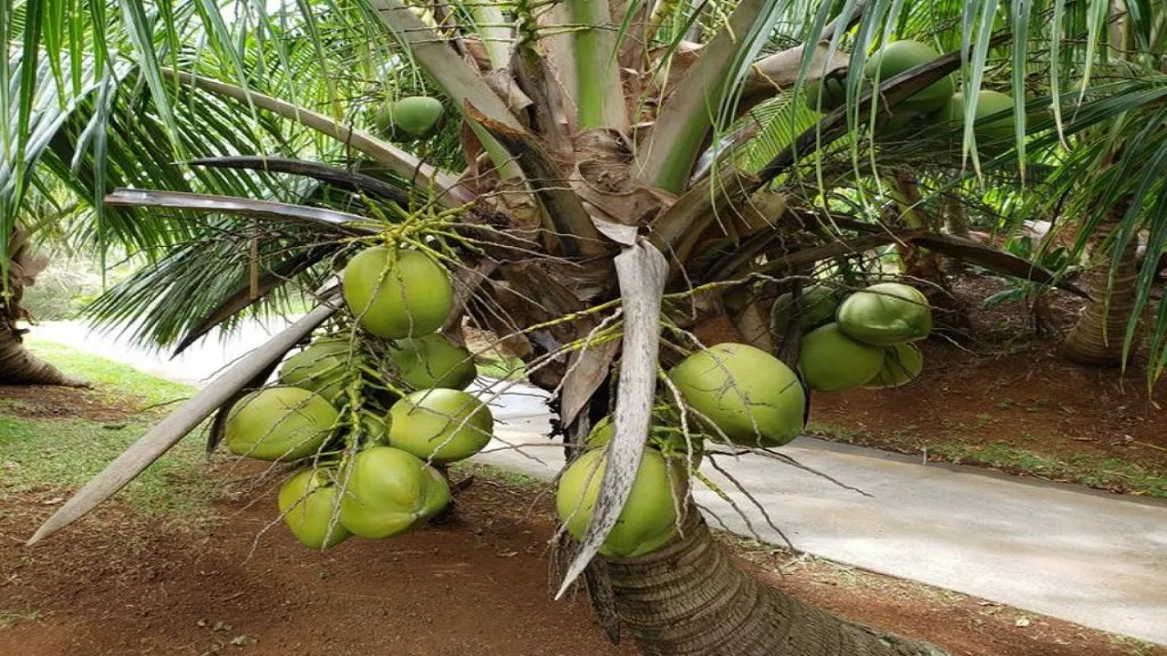 Coconut Tree Vastu Tips: घर की इस दिशा में लगाएं नारियल का पेड़, कर्ज ...