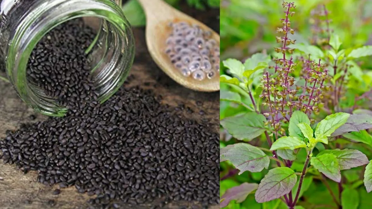 Tulsi Seeds Benefits: तुलसी के बीज से सेहत को मिलते हैं चमत्कारी फायदे ...