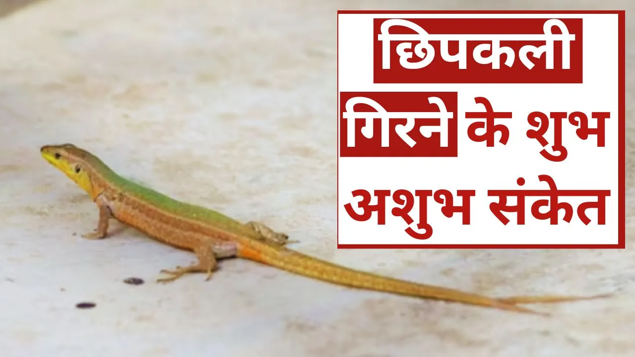 Chipkali Shubh-Ashubh: छिपकली का गिरना देता है शुभ-अशुभ संकेत, जानकर ...