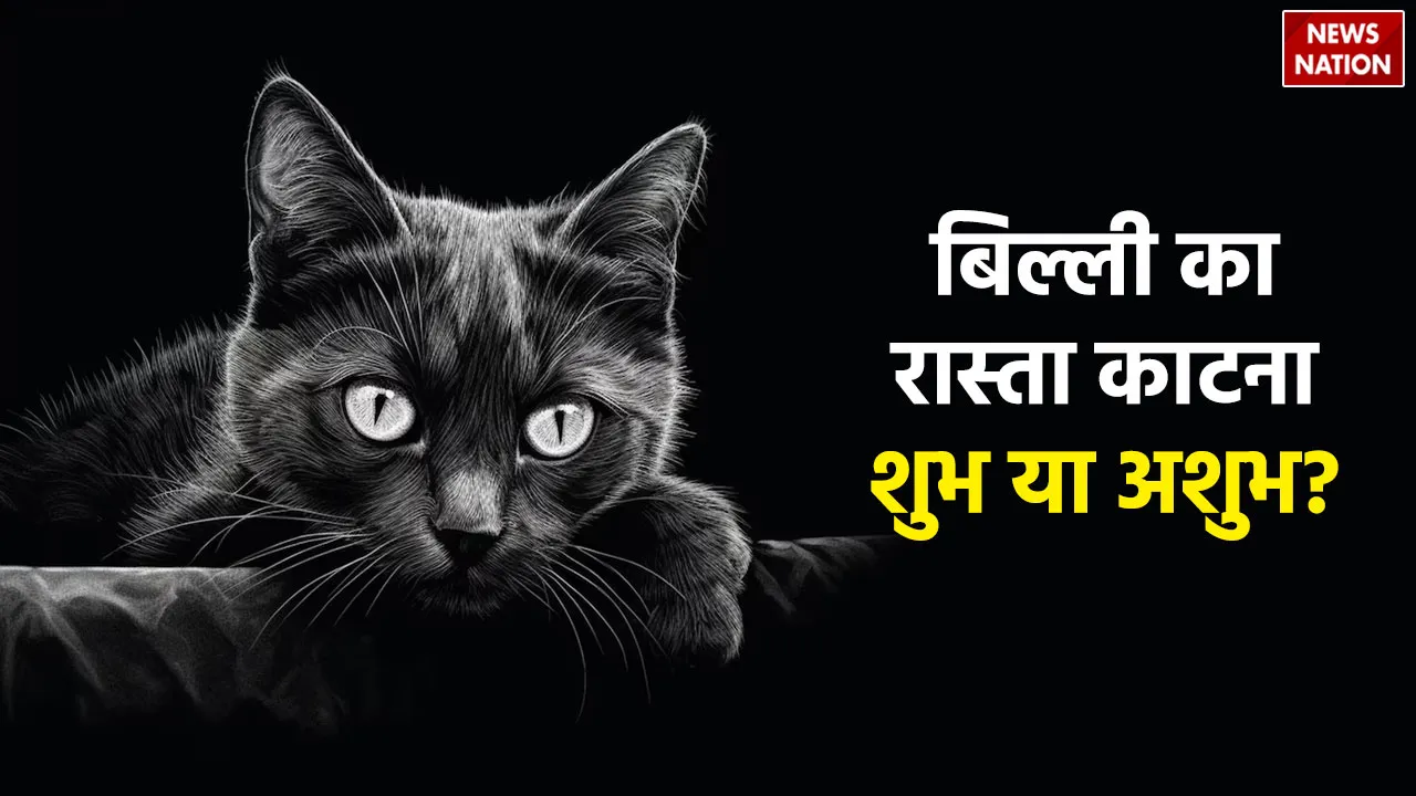 Billi Ka Rasta Katna: बिल्ली का रास्ता काटना किस बात की ओर करता है ...