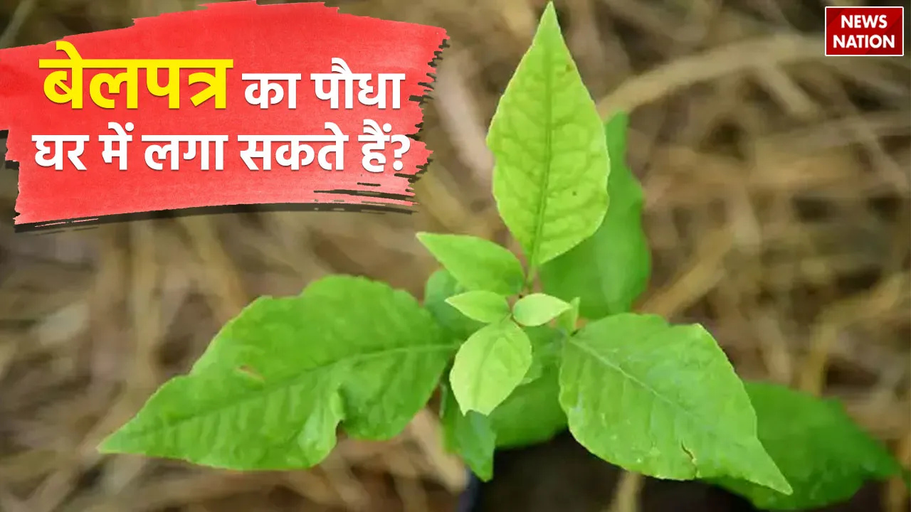 Bel Patra Tree: क्या घर में बेलपत्र का पेड़ लगाना चाहिए? लगाने से पहले ...