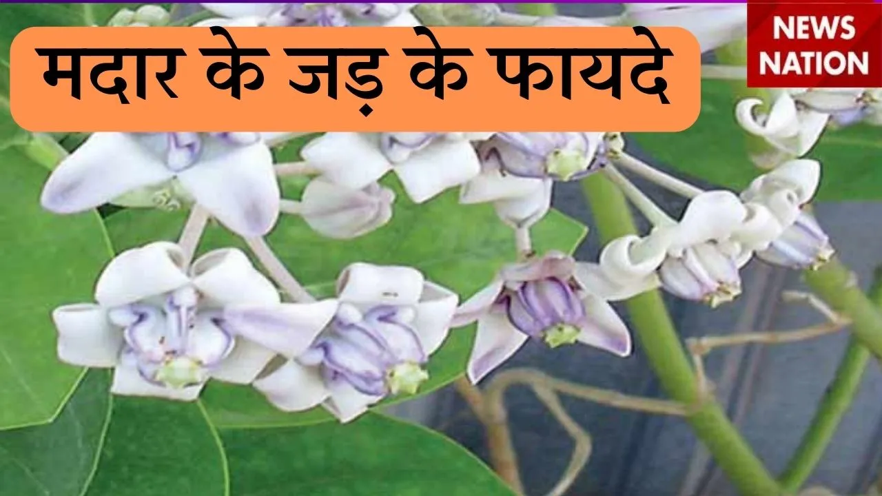 Madar root Benefits: मदार की जड़ का क्या है महत्व, जानें इसके घरेलू नुस्खे