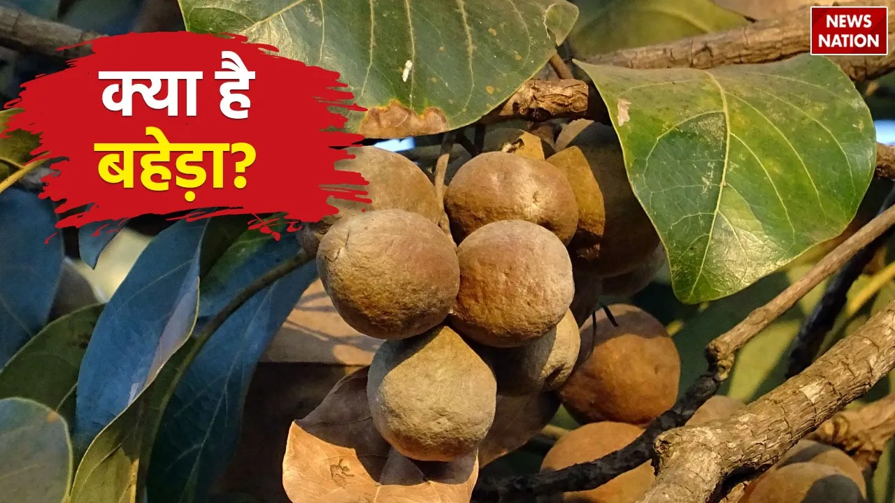 Baheda Benefits: बहेड़ा क्या है? जानिए इस प्राचीन और गुणकारी जड़ी-बूटी ...