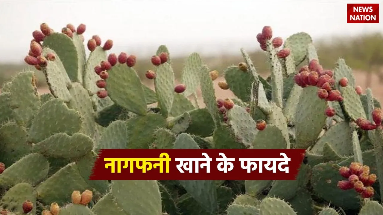Nagfani Benefits: नागफनी क्या है? जानें इसे उपयोग करने के स्वास्थ्य लाभ