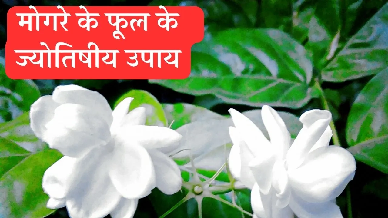 Significance Of The Mogra Flower: मोगरे के फूल के ज्योतिषीय उपाय बना ...