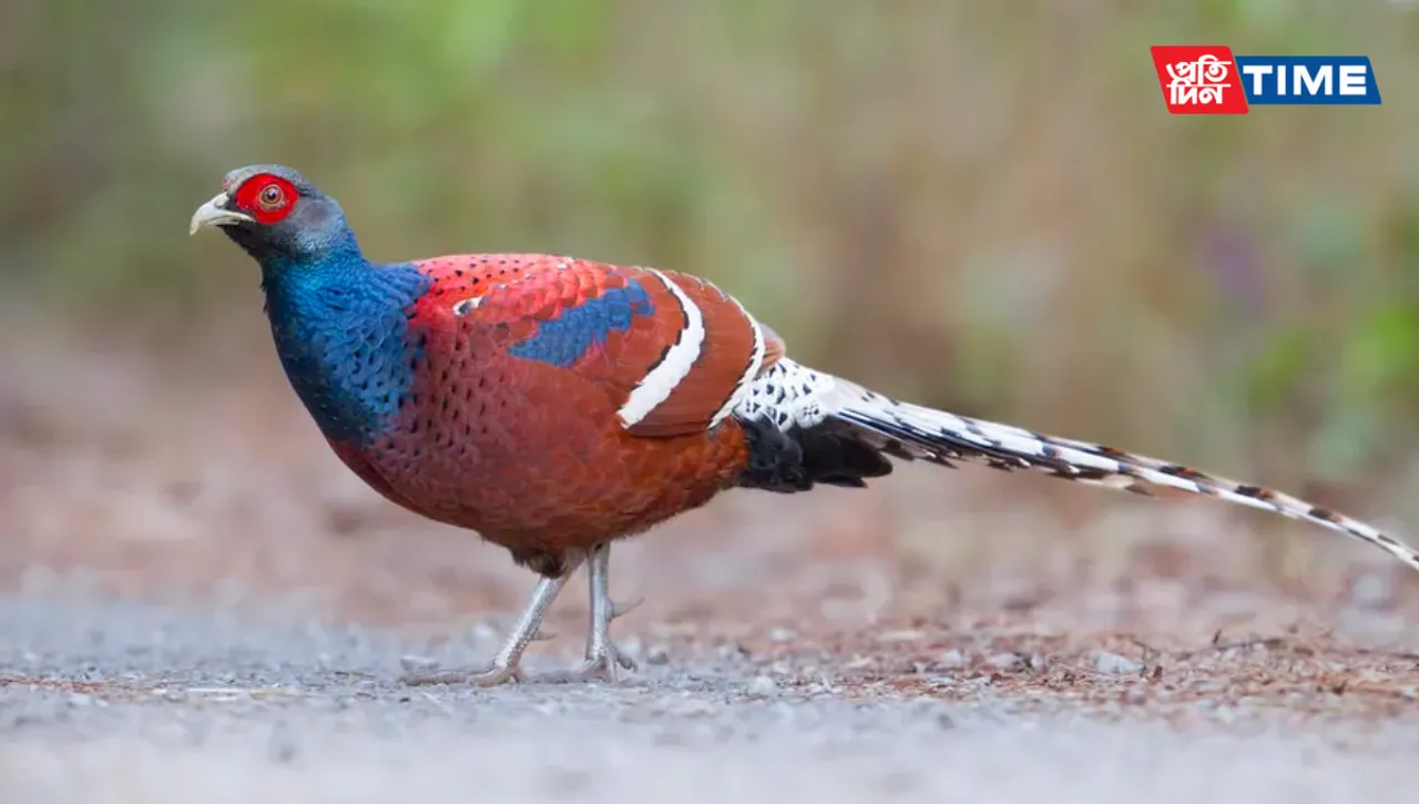 State Symbols of Manipur