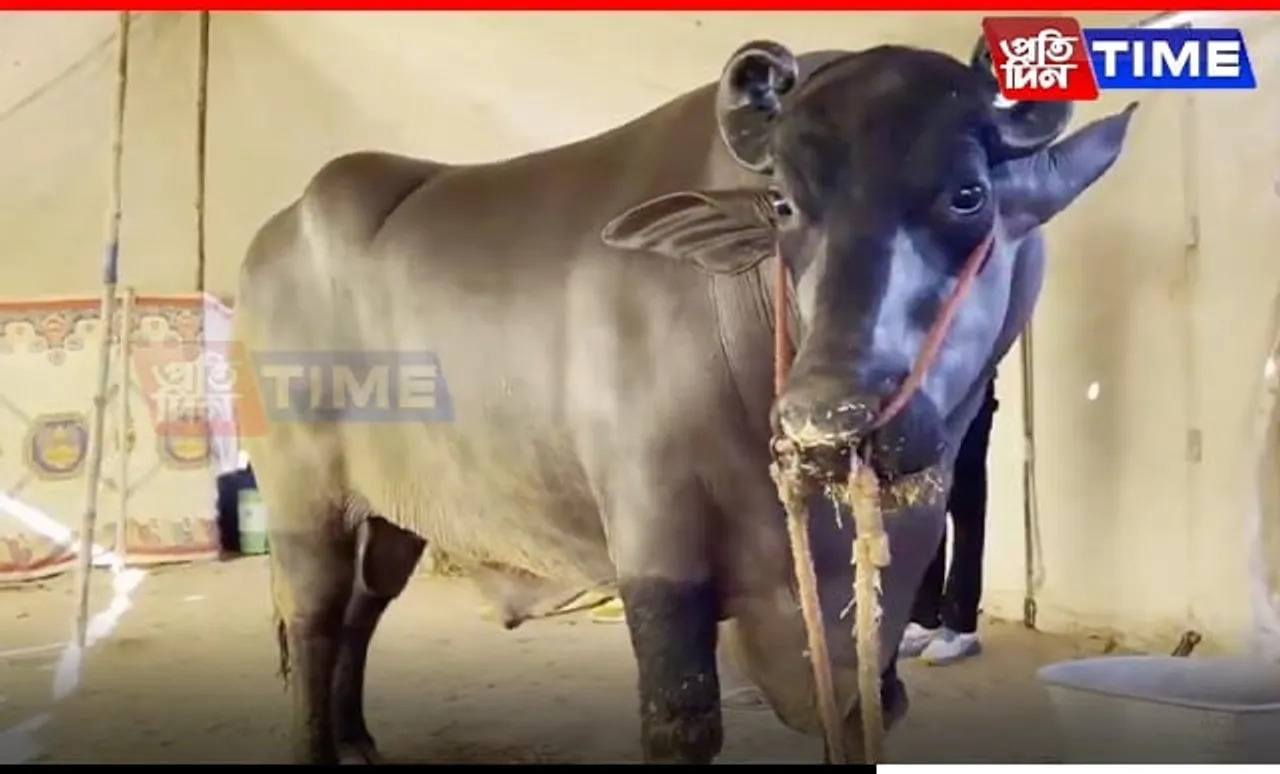 Meet Anmol: India’s Costliest Buffalo Worth Rs 23 Crore