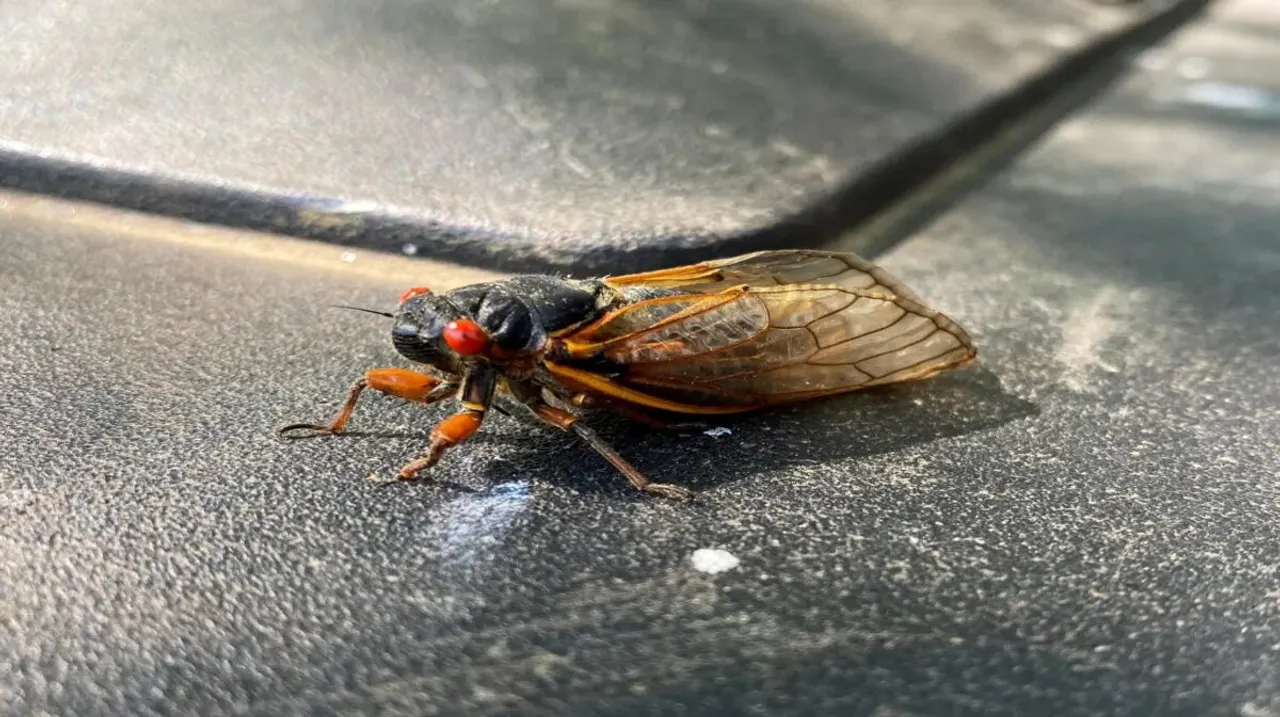 What Is Hypersexual 'Zombie Cicadas' & Is It A Threat To Humans?