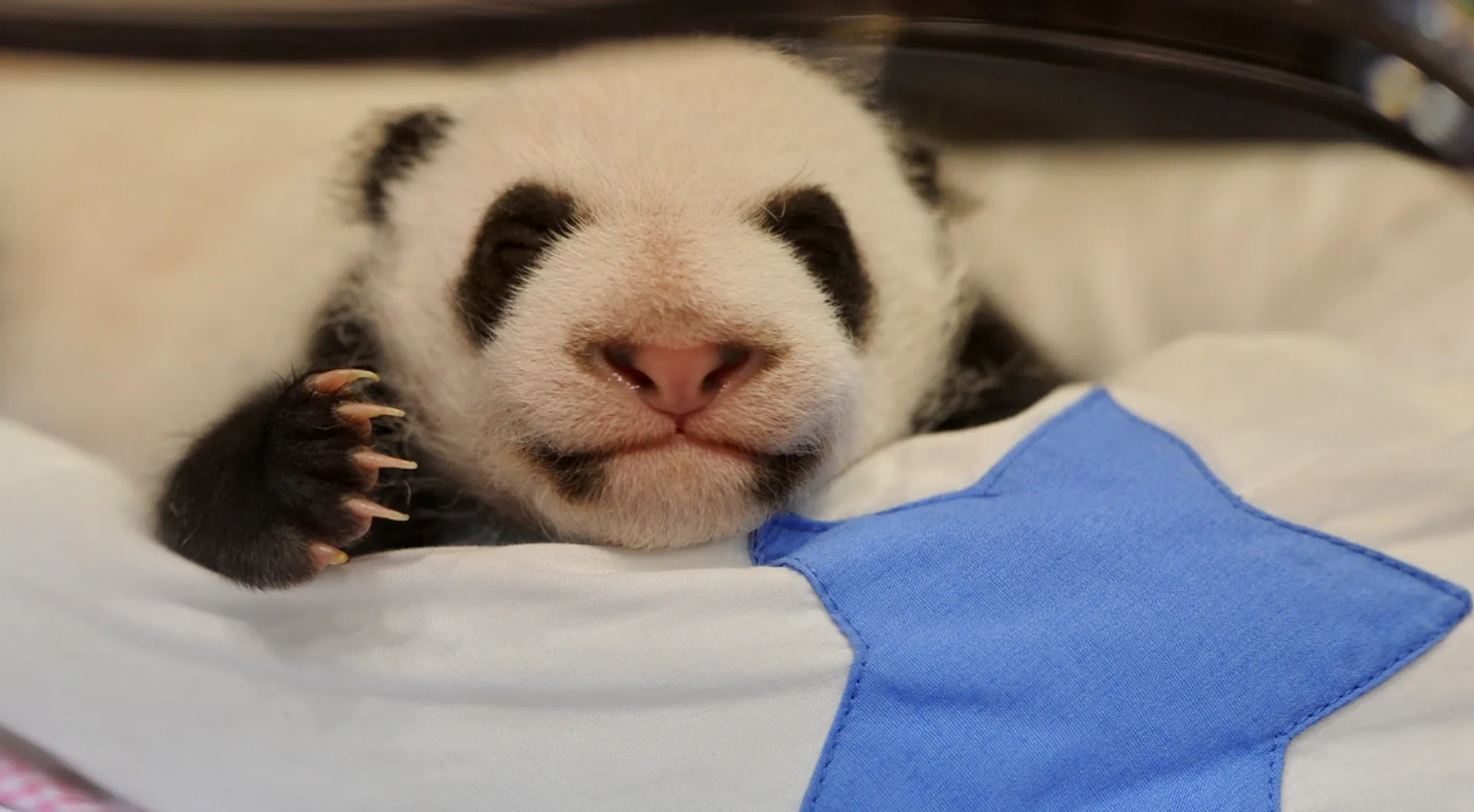 China giant panda News - Latest China giant panda News, Breaking China ...