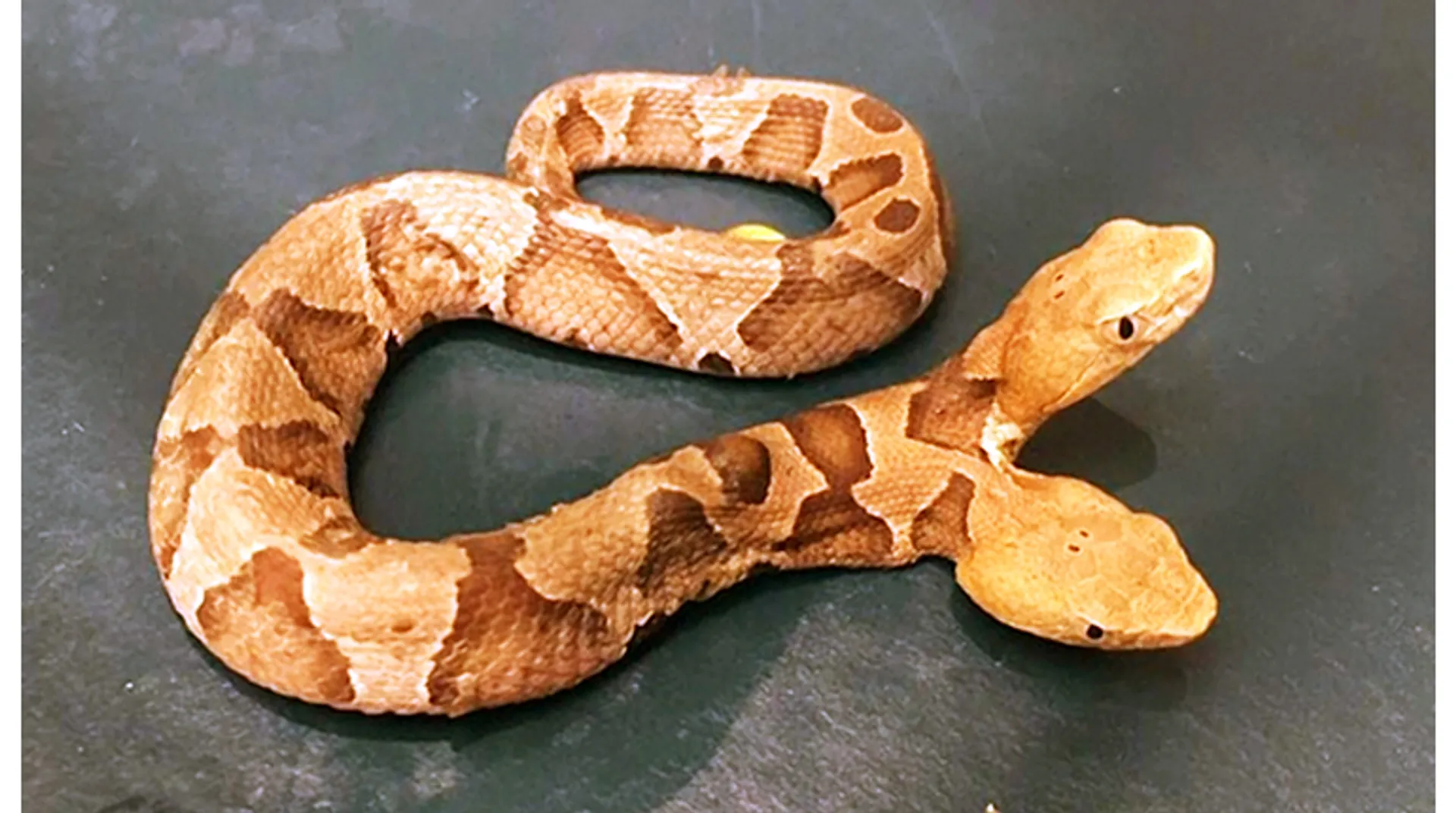 Two-headed snake News - Latest Two-headed snake News, Breaking Two ...