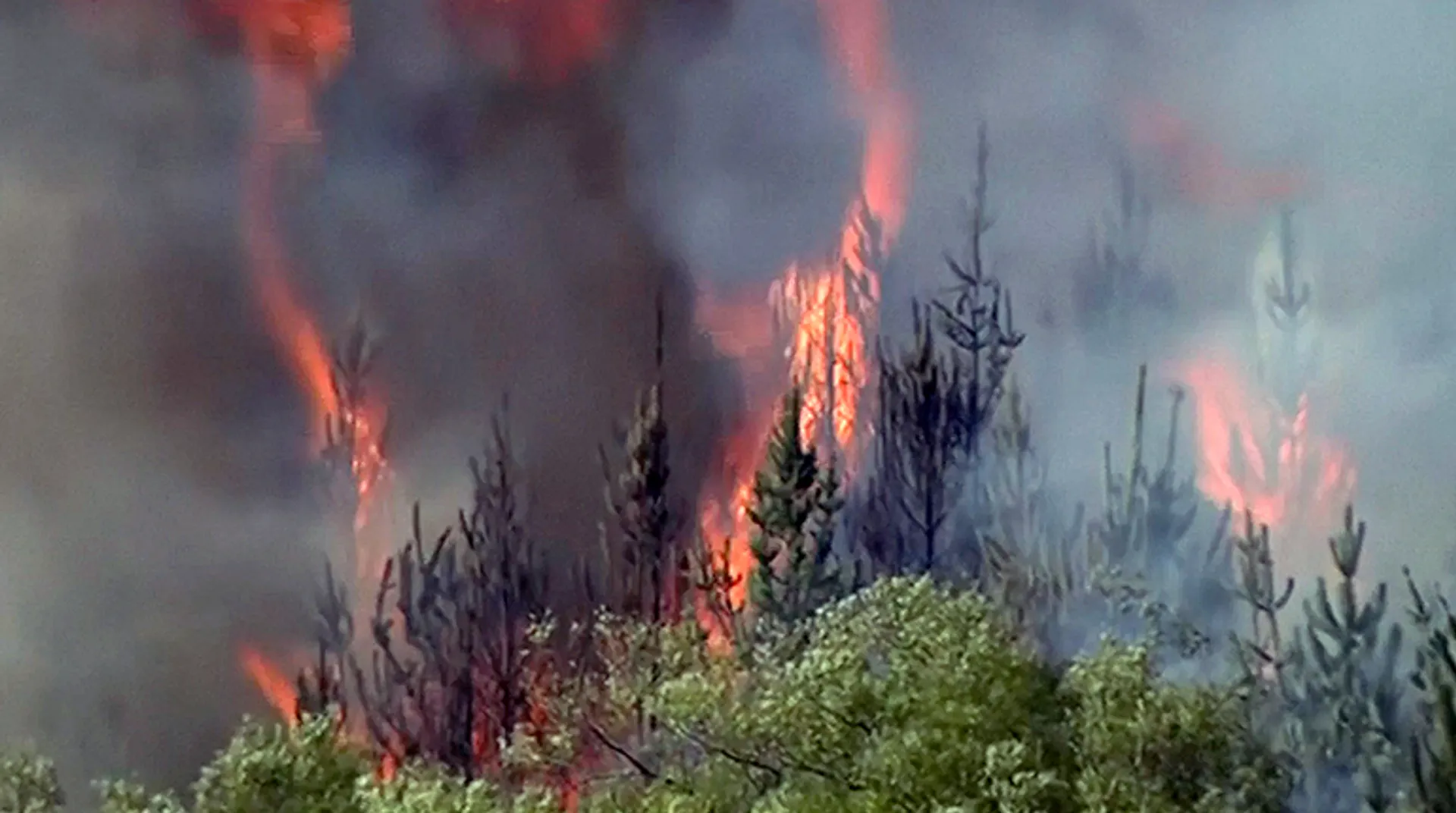 bush fire on New Zealand News - Latest bush fire on New Zealand News ...