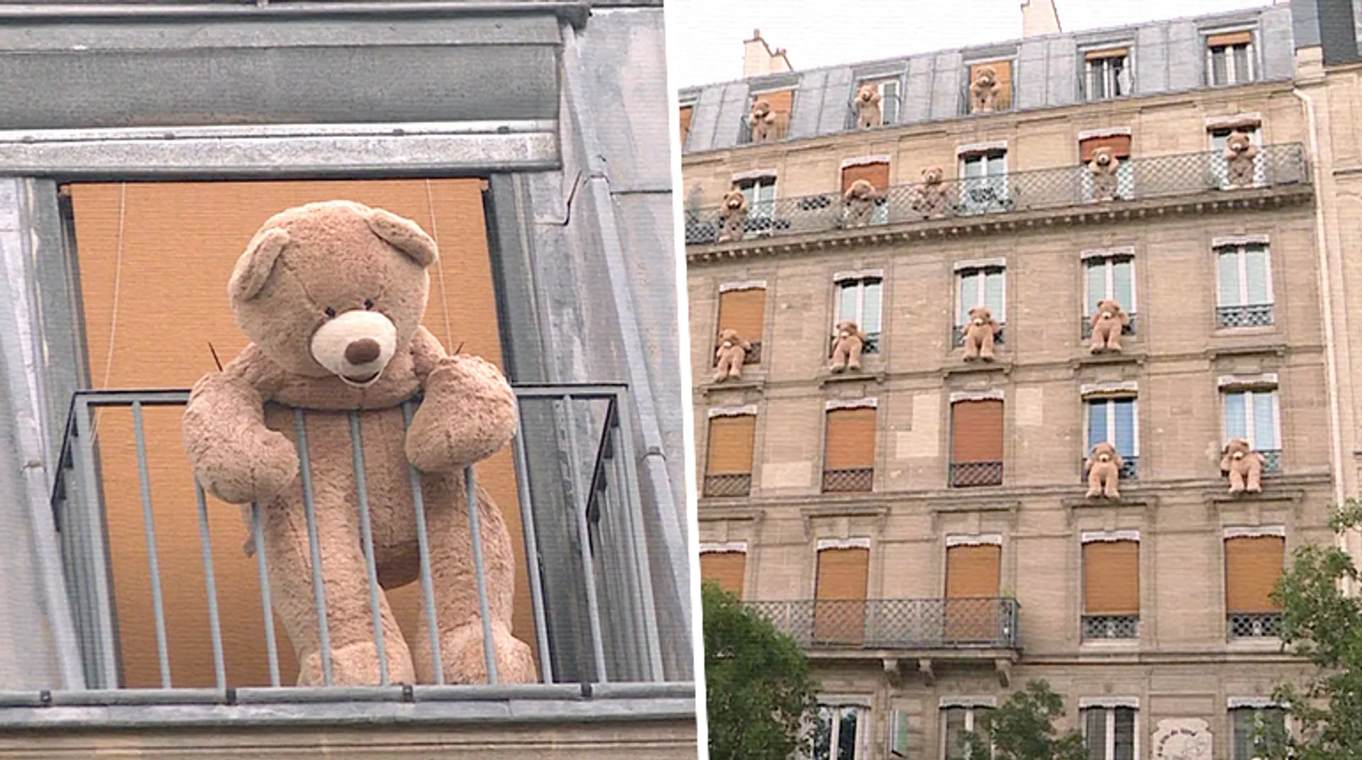 giant bear News - Latest giant bear News, Breaking giant bear News ...