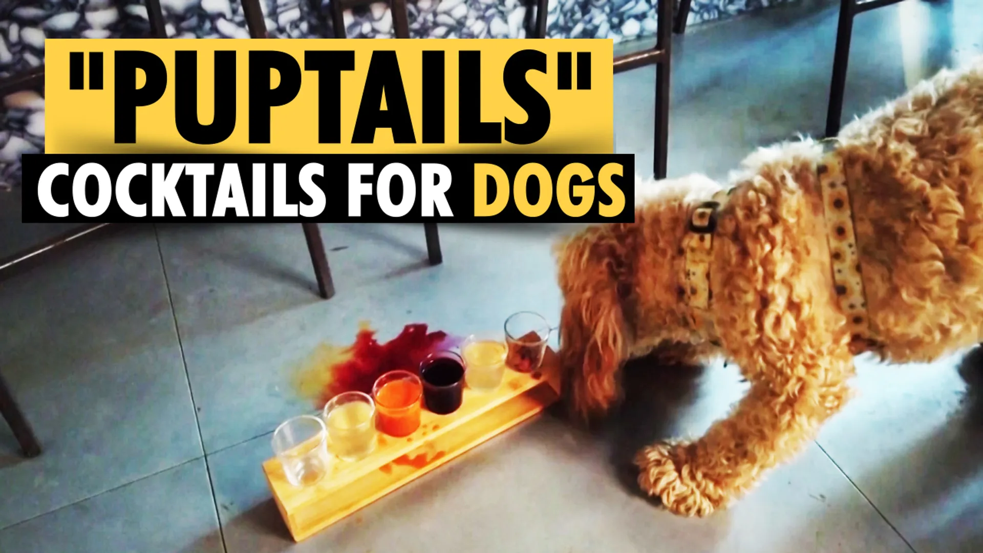 london bar serves cocktails for dogs News - Latest london bar serves ...
