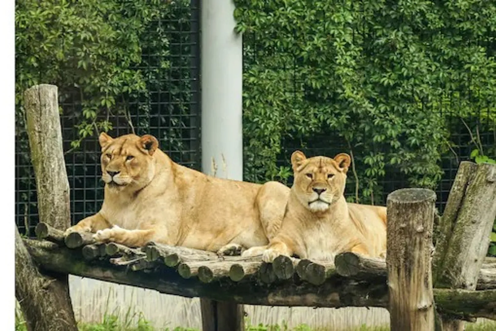 lahore zoo News - Latest lahore zoo News, Breaking lahore zoo News ...