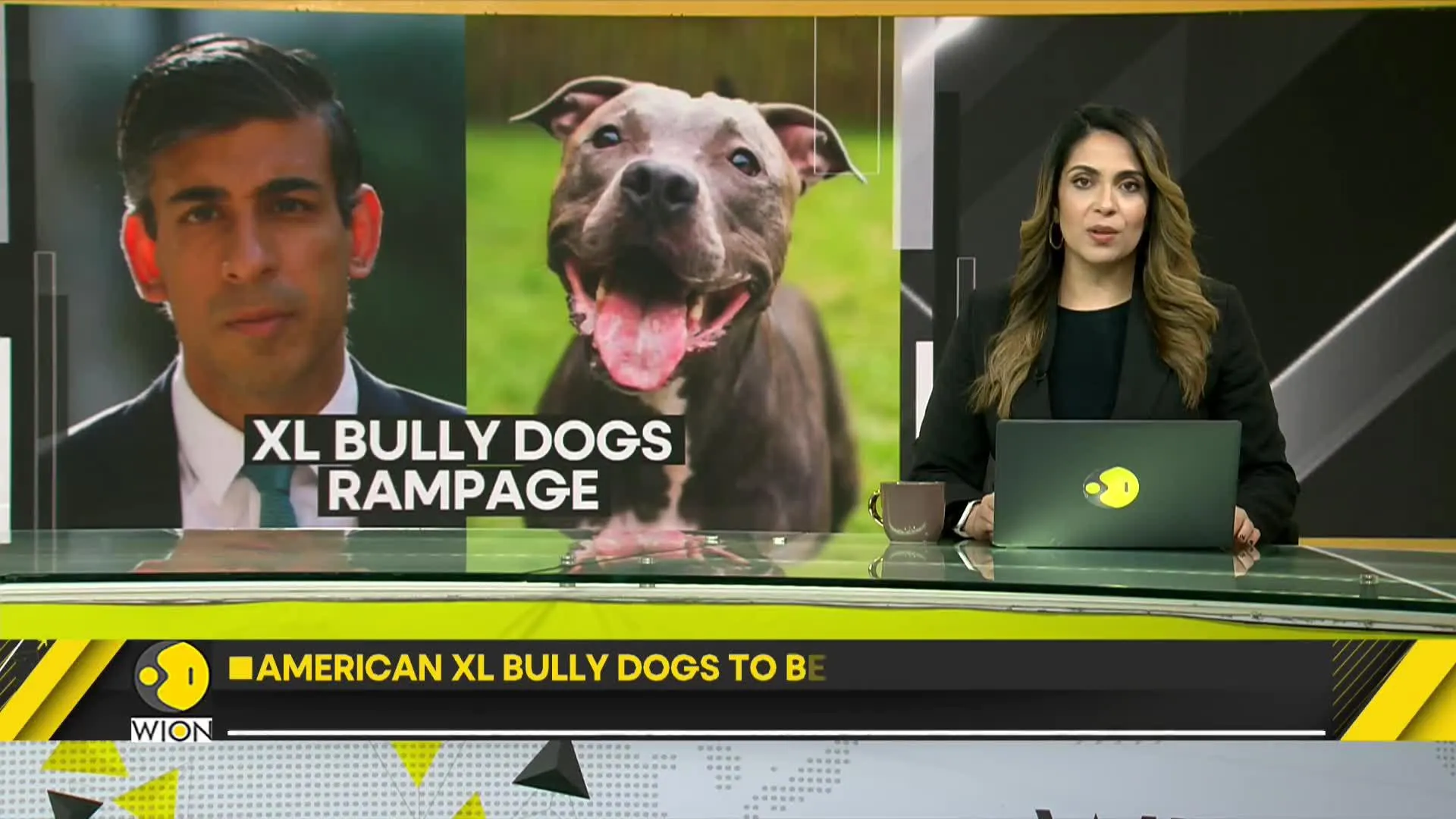 American XL Bully dogs News - Latest American XL Bully dogs News ...