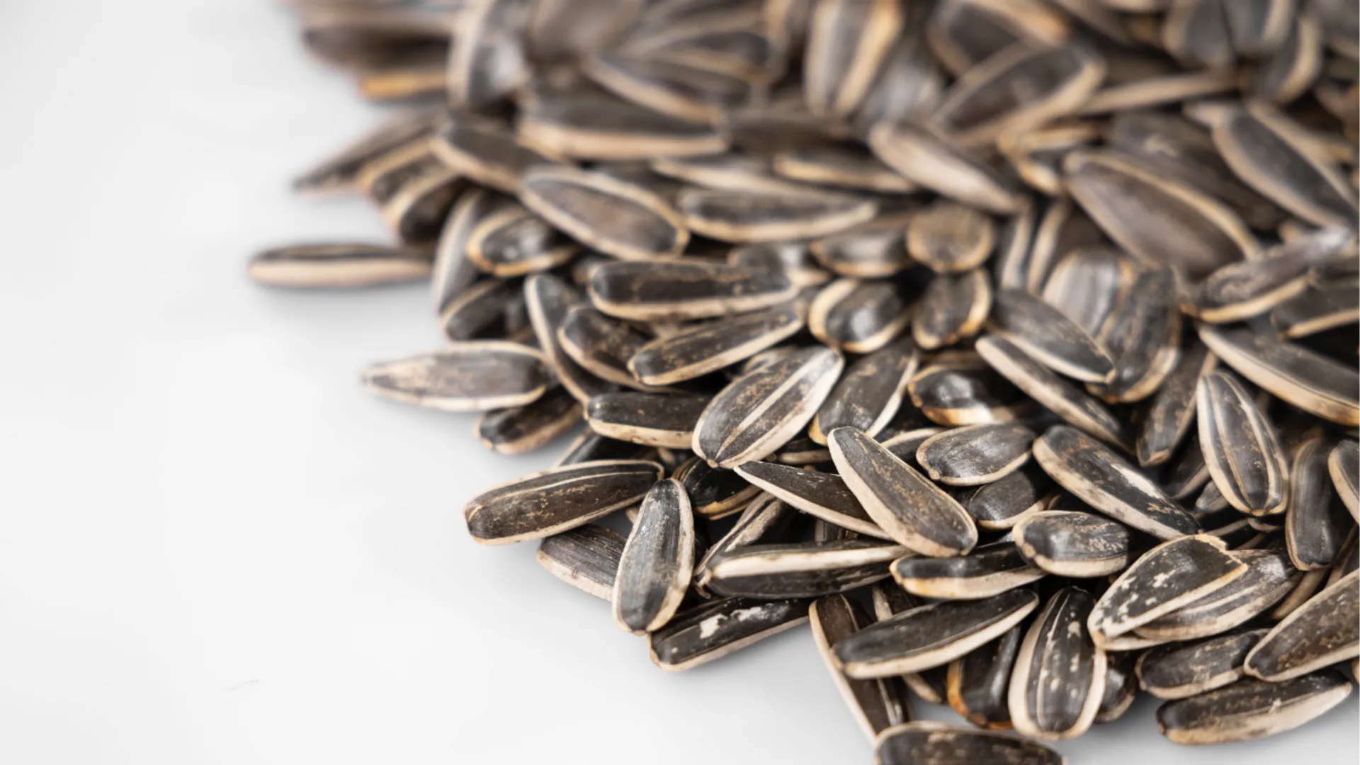 sunflower seeds News - Latest sunflower seeds News, Breaking sunflower ...