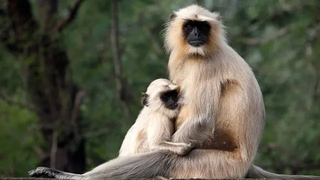 Images Of Indian Monkeys India Monkey Animal, Image & Photo (Free
