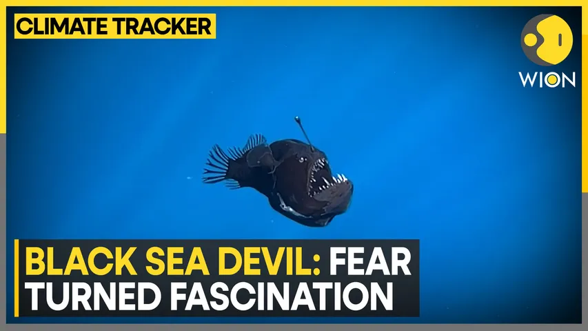 fish News - Latest fish News, Breaking fish News, fish News Headlines