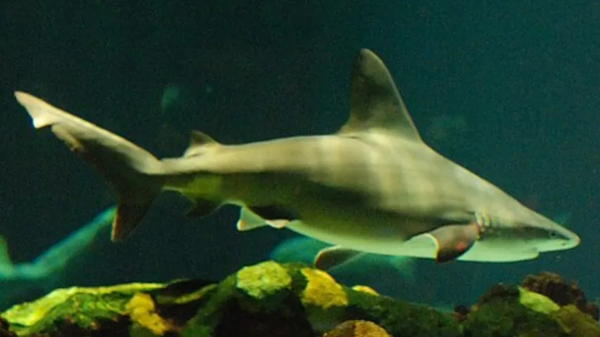 fish News - Latest fish News, Breaking fish News, fish News Headlines