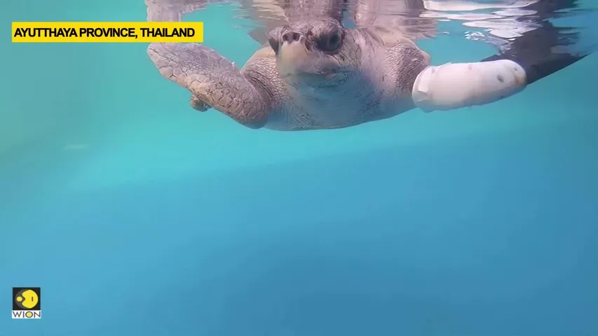 prosthetic flipper News - Latest prosthetic flipper News, Breaking ...