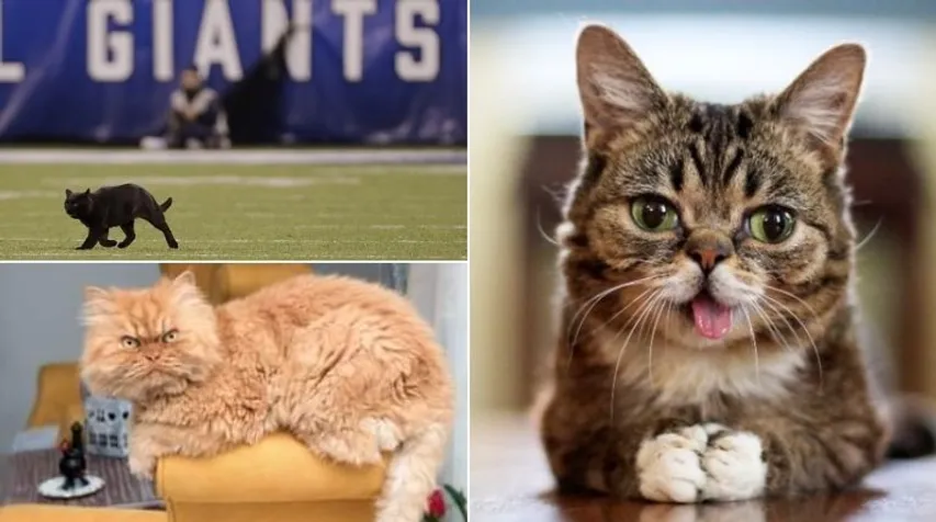 famous cats News - Latest famous cats News, Breaking famous cats News ...