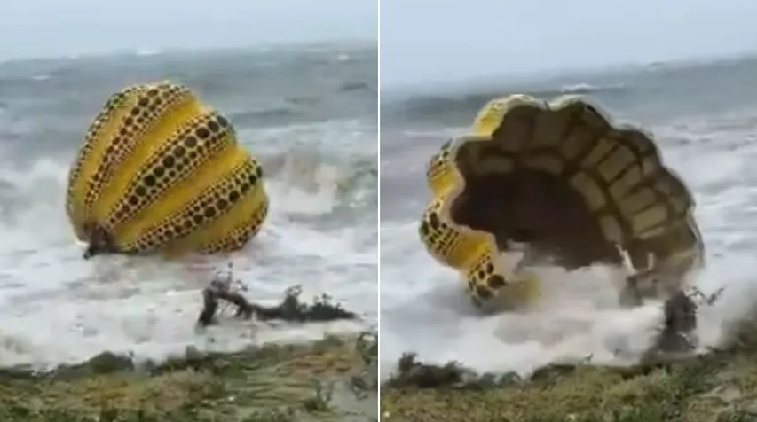 pumpkin News - Latest pumpkin News, Breaking pumpkin News, pumpkin News ...